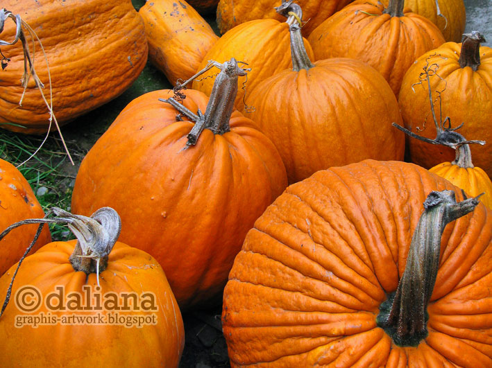 Photographis: Forever Autumn - Photography