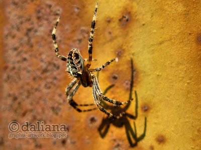 Photographis: Macro and Close Up Series