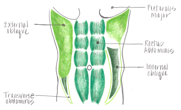 A Daily Dose of Fit: Target your abs with seven simple moves.