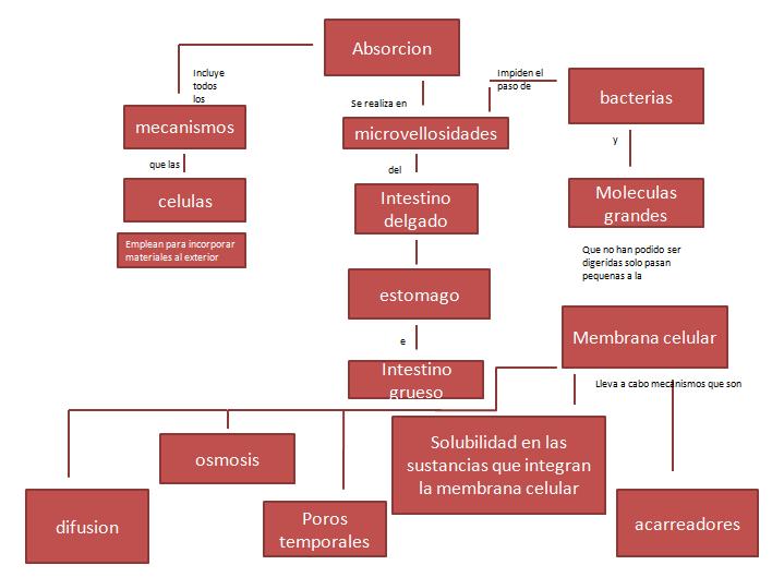 Biologia: ¿Qué se entiende por absorción?