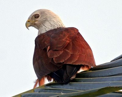 beautiful photos from kerala: keralathinte azhakanu