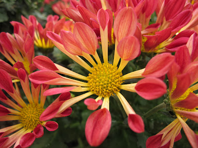 Sentir con Flores de Bach - Pilar Vidal Clavería: Crisantemos