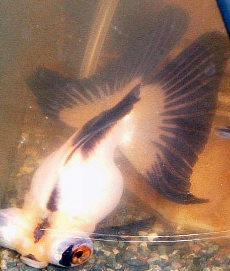 Goldfish: Varieties of domesticated goldfish