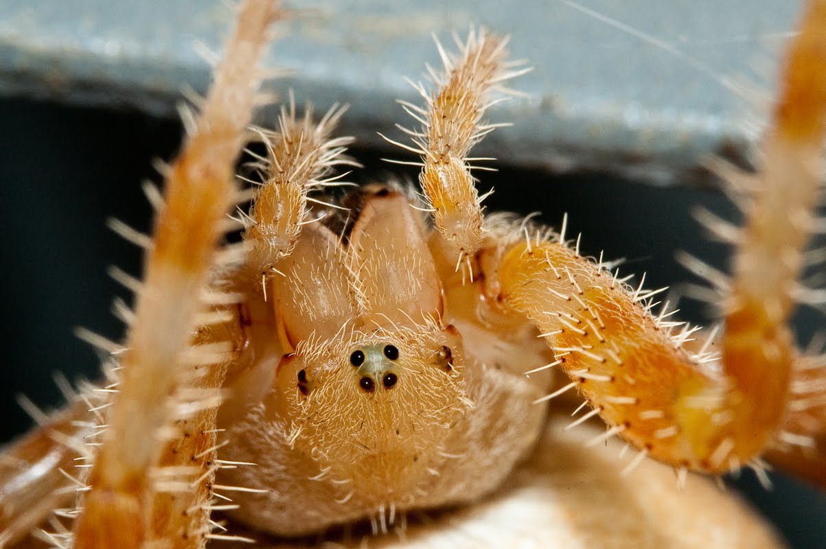 Harvey's Spiders n Stuff: Cat-faced Spider -- Araneus gemmoides