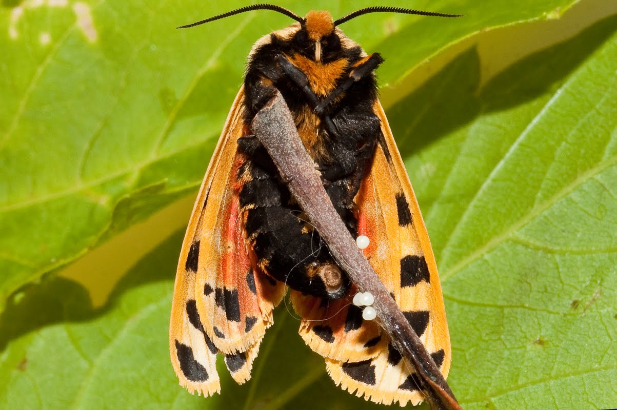 Harvey's Spiders n Stuff: Mexican Tiger Moth - Notarctia proxima
