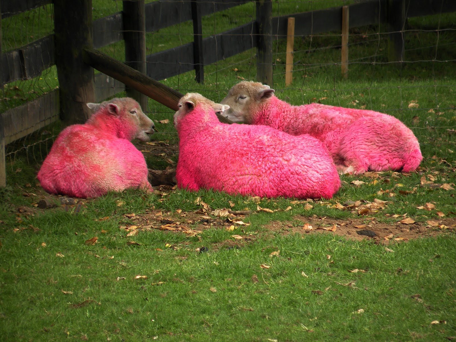 The Waking Artist: Baa-Baa, Pink Sheep.