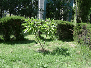 LOS ARBOLES DEL CECYTE PLANTEL "5": Flor de Mayo