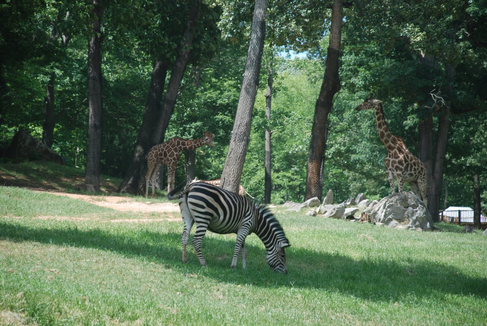 Kitchens Are Monkey Business: Road Trip. Day 1. North Carolina Zoo In ...