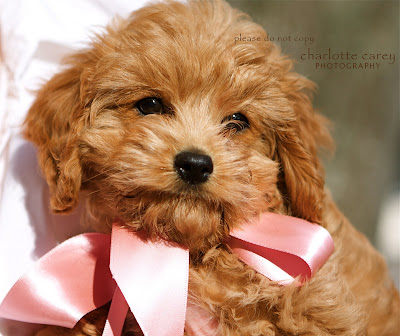 Pups on a sandbar....: cavapoo extraordinaire