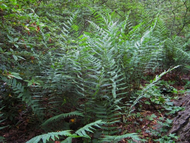 Future Plants by Randy Stewart: Dryopteris Ferns