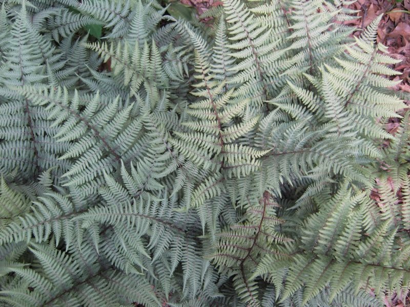 Future Plants by Randy Stewart: Fern - Athyrium ( Painted & Lady Ferns )