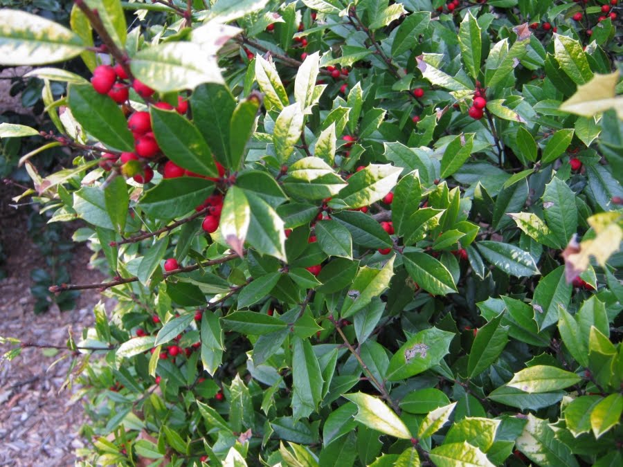 Future Plants by Randy Stewart: Evergreen Hollies