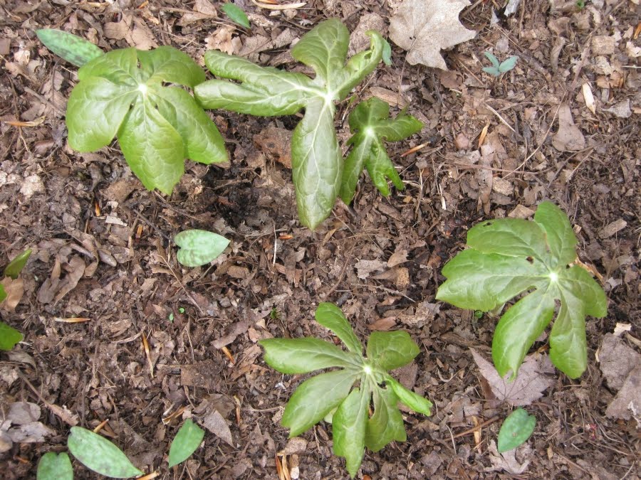 Future Plants by Randy Stewart: Podophyllum - May Apple