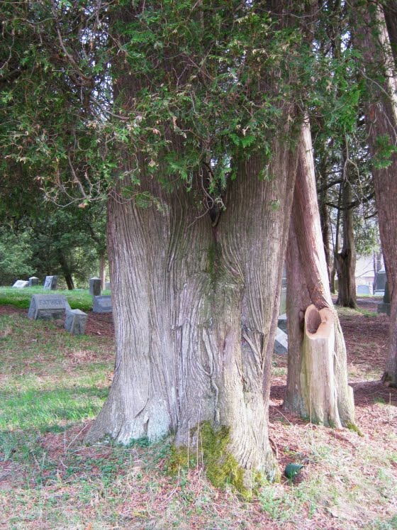 Future Plants by Randy Stewart: Thuja - Arborvitaes