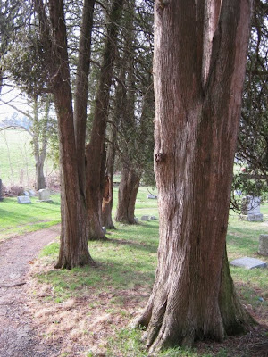 Future Plants by Randy Stewart: Thuja - Arborvitaes