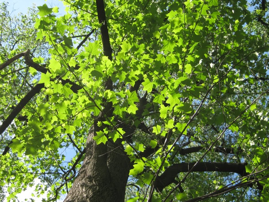 Future Plants by Randy Stewart: Liriodendron - Tulip Tree