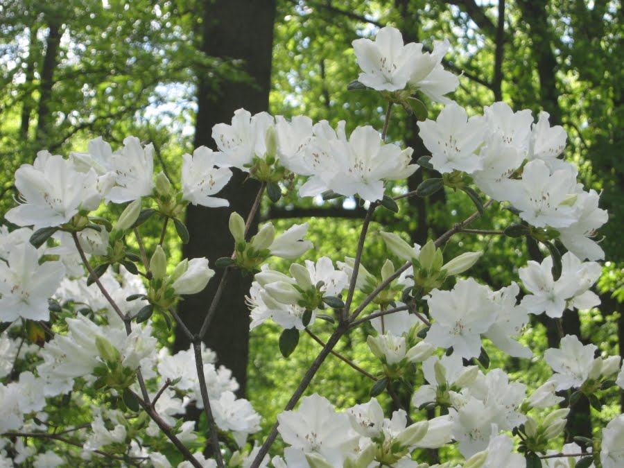 Future Plants by Randy Stewart: Azaleas -Evergreen Hybrids