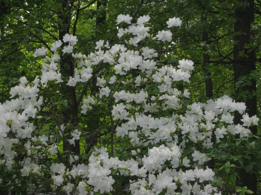 Future Plants by Randy Stewart: Azaleas -Evergreen Hybrids