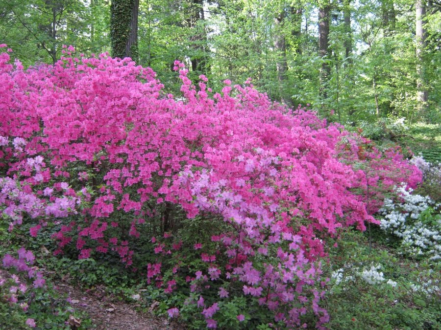 Future Plants by Randy Stewart: Azaleas -Evergreen Hybrids
