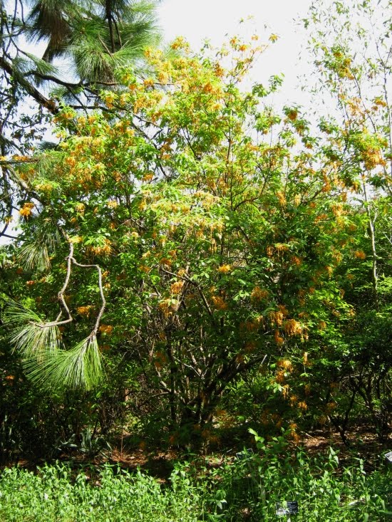 Future Plants by Randy Stewart: Azalea - Deciduous Species
