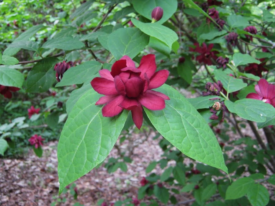 Future Plants by Randy Stewart: Calycanthus - Allspice
