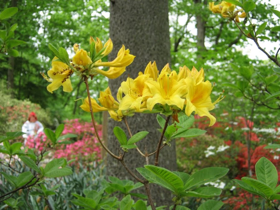 Future Plants by Randy Stewart: Azalea - Deciduous Hybrids