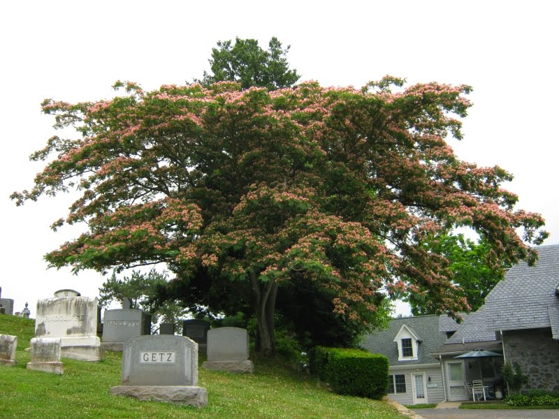 Future Plants by Randy Stewart: Albizia - Siris / Silk Trees