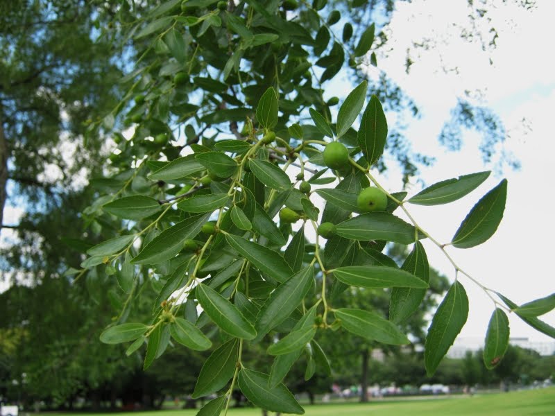 Future Plants by Randy Stewart: Ziziphus