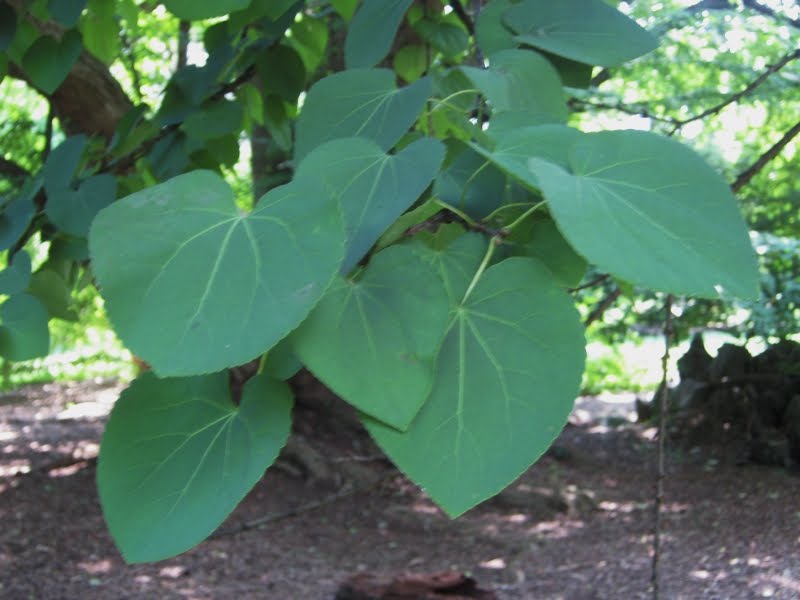 Future Plants by Randy Stewart: Katsura Tree