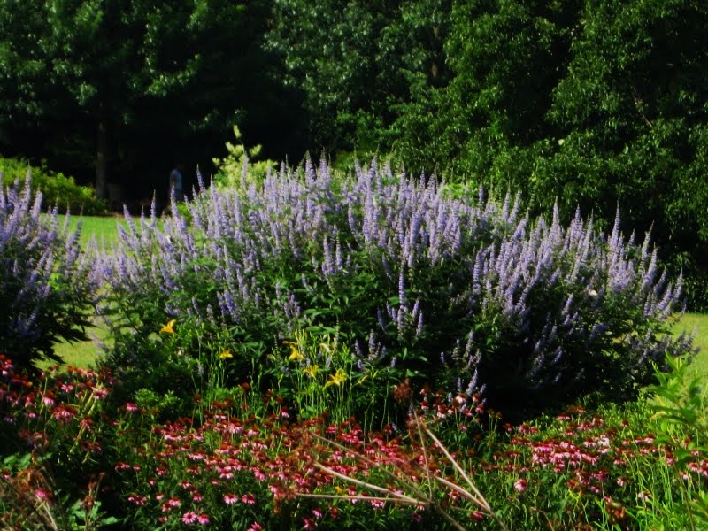 Future Plants by Randy Stewart: Vitex - the Chaste Tree family