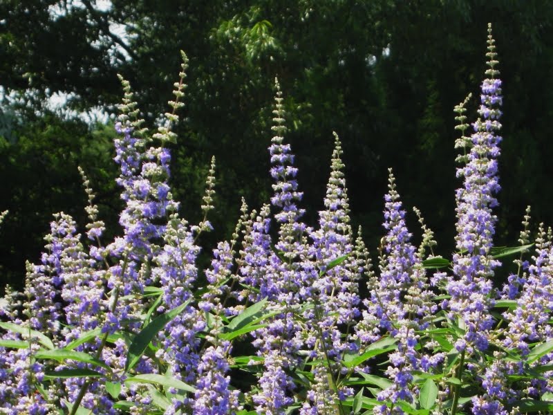 Future Plants by Randy Stewart: Vitex - the Chaste Tree family