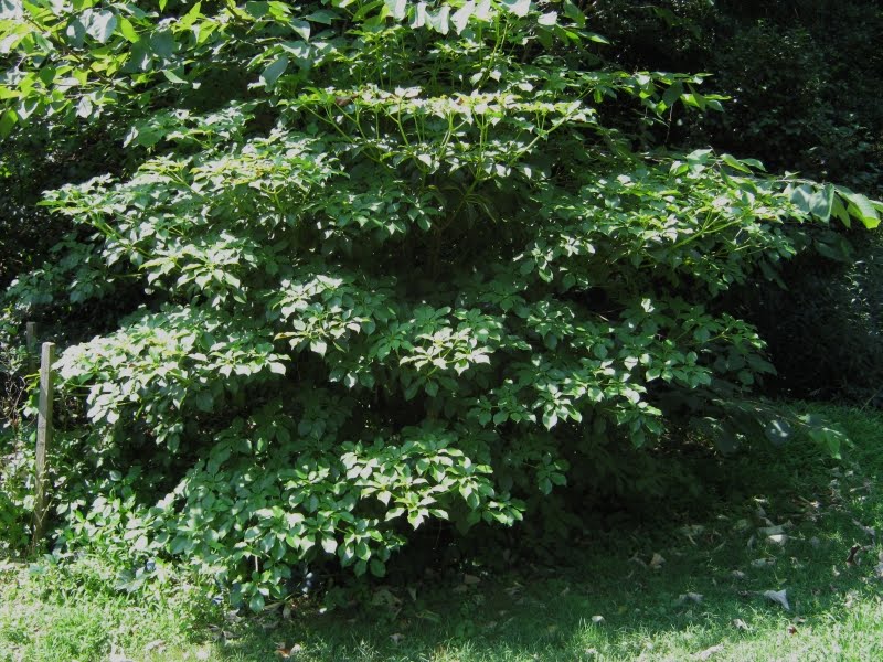 Future Plants by Randy Stewart: Wheel Tree