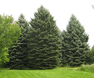 Spruces ~ Landscape Guide