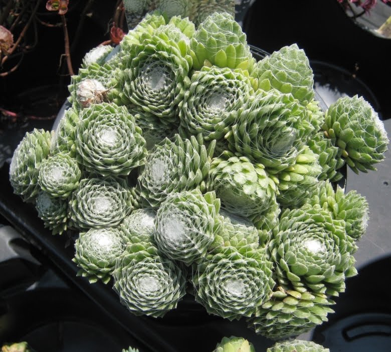 Future Plants by Randy Stewart: Hens and Chicks