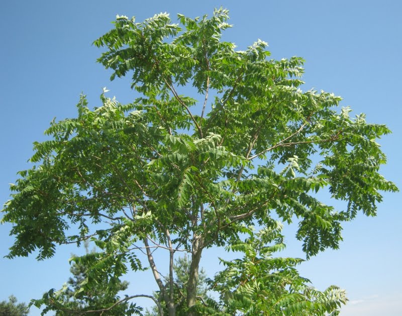 Future Plants by Randy Stewart: Ailanthus