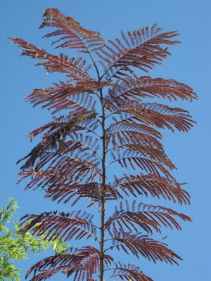 Future Plants by Randy Stewart: Albizia - Siris / Silk Trees