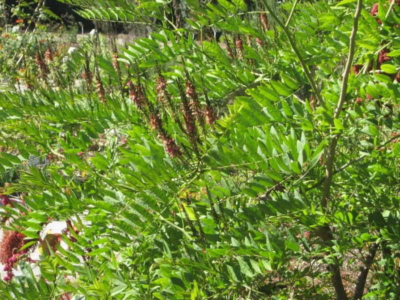 Future Plants by Randy Stewart: Indigofera - Indigo