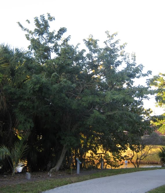 Future Plants by Randy Stewart: Tropical and Dry Climate Legume Trees