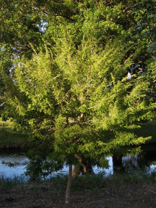 Future Plants by Randy Stewart: Tropical and Dry Climate Legume Trees