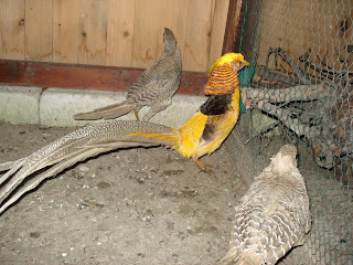 Ukrasni Fazani - Boban