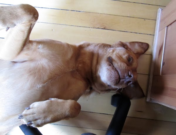 Knatolee's World: The Amazing Dork-Dog