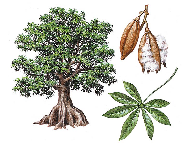 Ceiba para colorear - Imagui