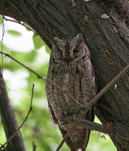 Tierra de lechuzas, búhos, mochuelos, autillos, cárabos: Autillo ...