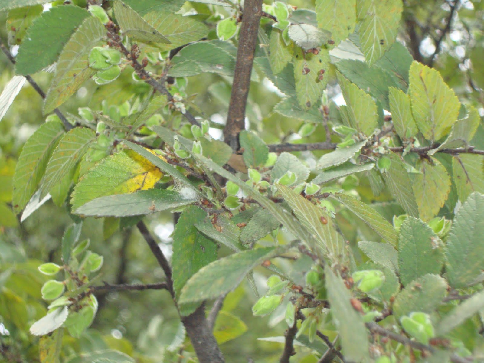 September Elm Leaves