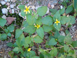 Where Plants Rule: Straggler Daisy