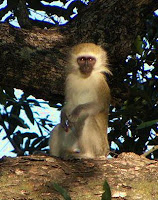 THE AFRICAN SCENE: PRIMATES