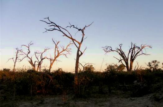 THE AFRICAN SCENE: AFRICAN TREES and WILD FLOWERS