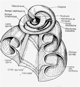 anatomia del oido: anatomía del oído