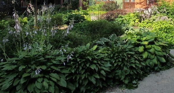 Foliage Follow-Up: Hostas