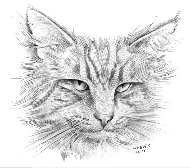 Sketch of the Day: Cat Study